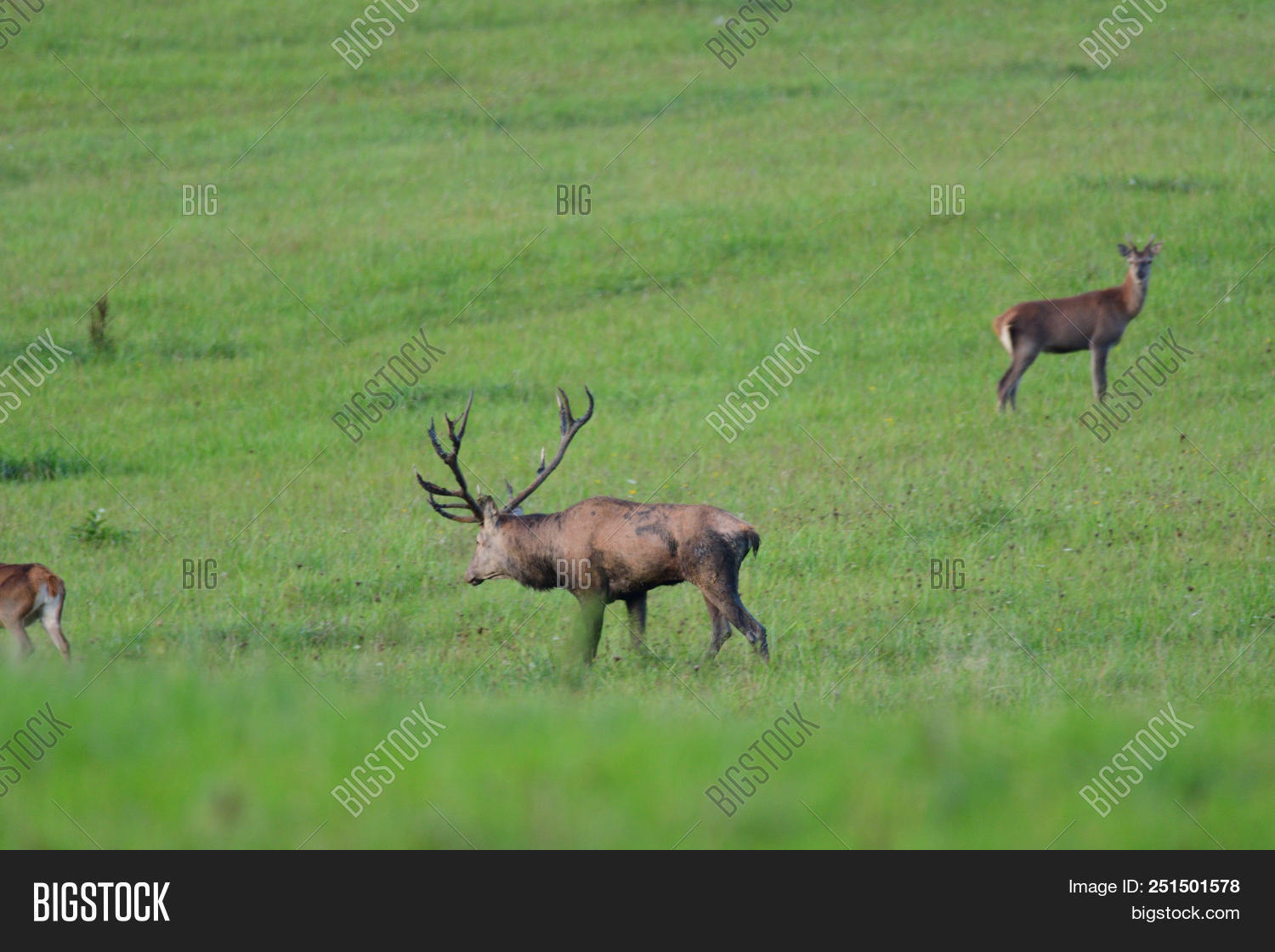 Buck Deer Bellows In Rut Season On The Meadow Keep Watching His ...
