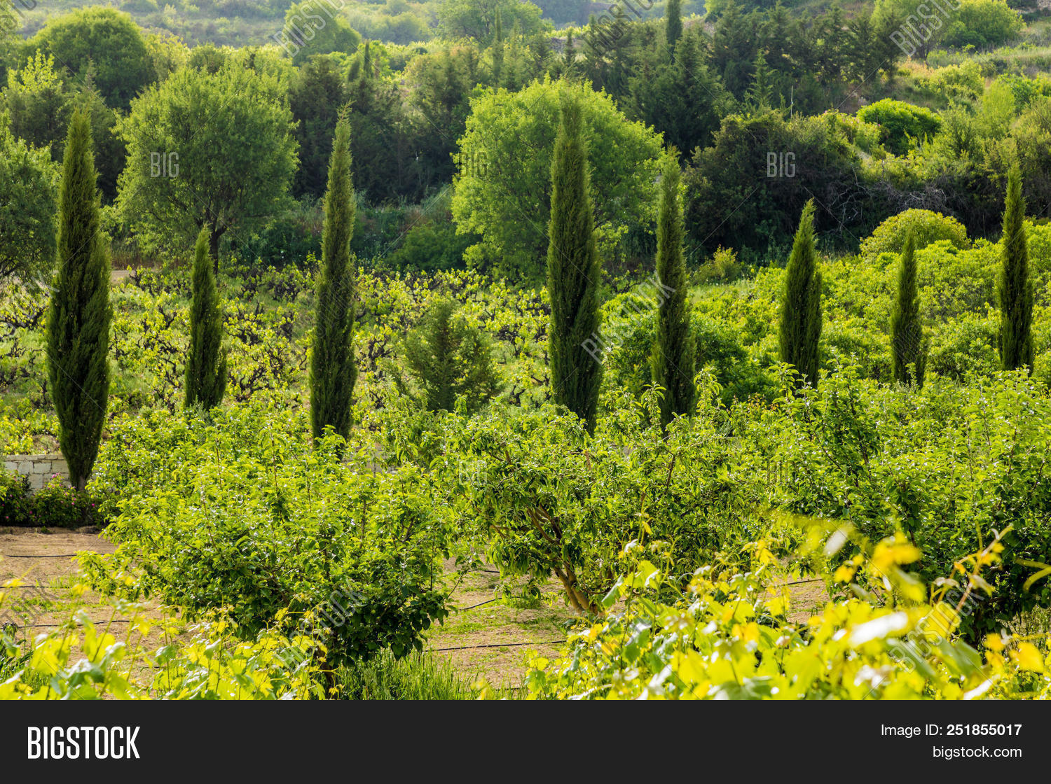 Lania, Cyprus. May 2018. A Typical View Of The Countryside Outside The ...