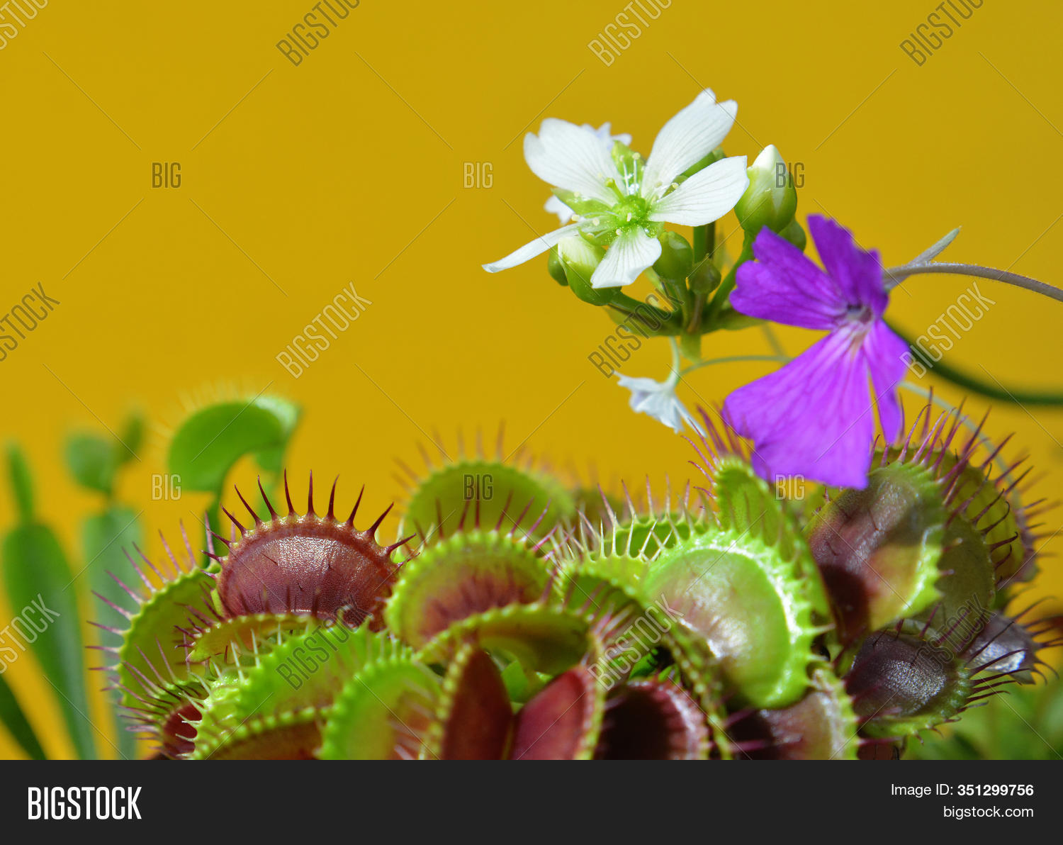 Dionaea Muscipula Typical form. Venus Flytrap flower white, Pinguícula ...