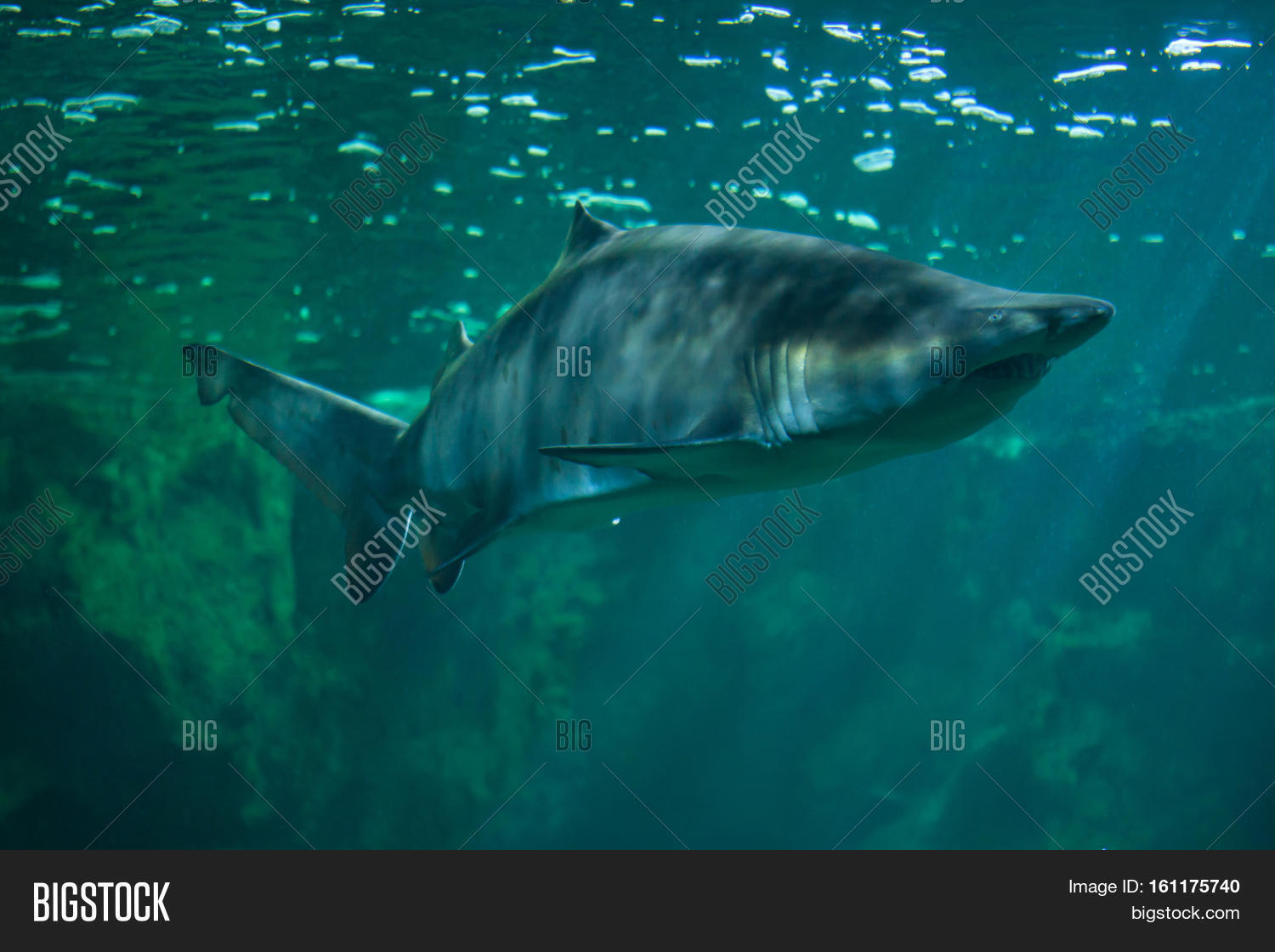 Sand tiger shark (Carcharias taurus), also known as the grey nurse ...