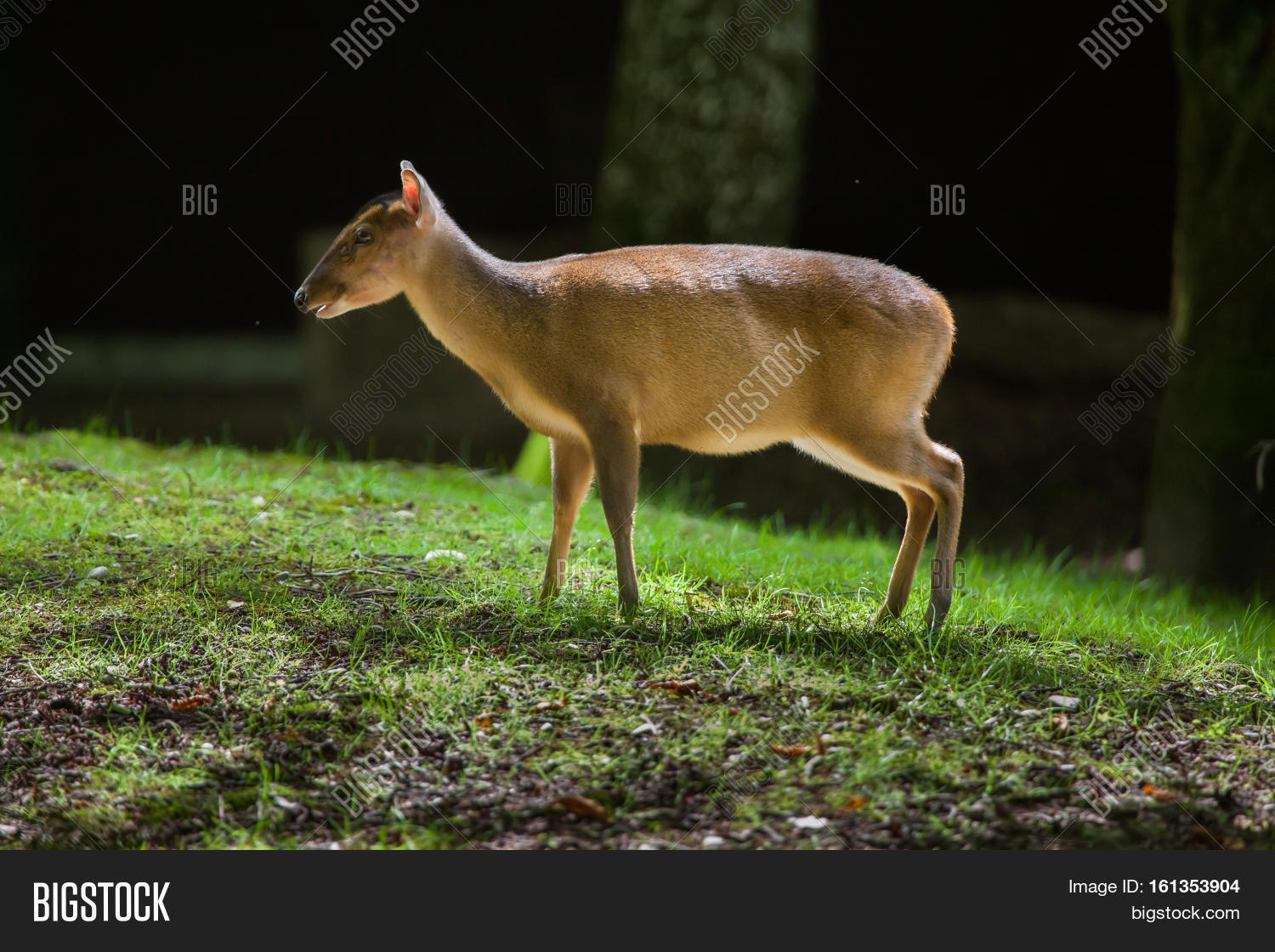 Chinese muntjac (Muntiacus reevesi), also known as the Reeves's muntjac ...