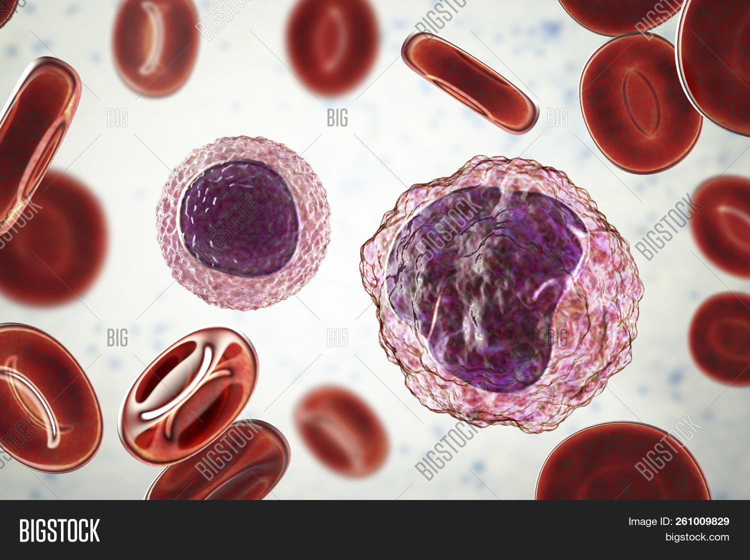 Lymphocyte Left And Monocyte Right Surrounded By Red Blood Cells, 3d ...