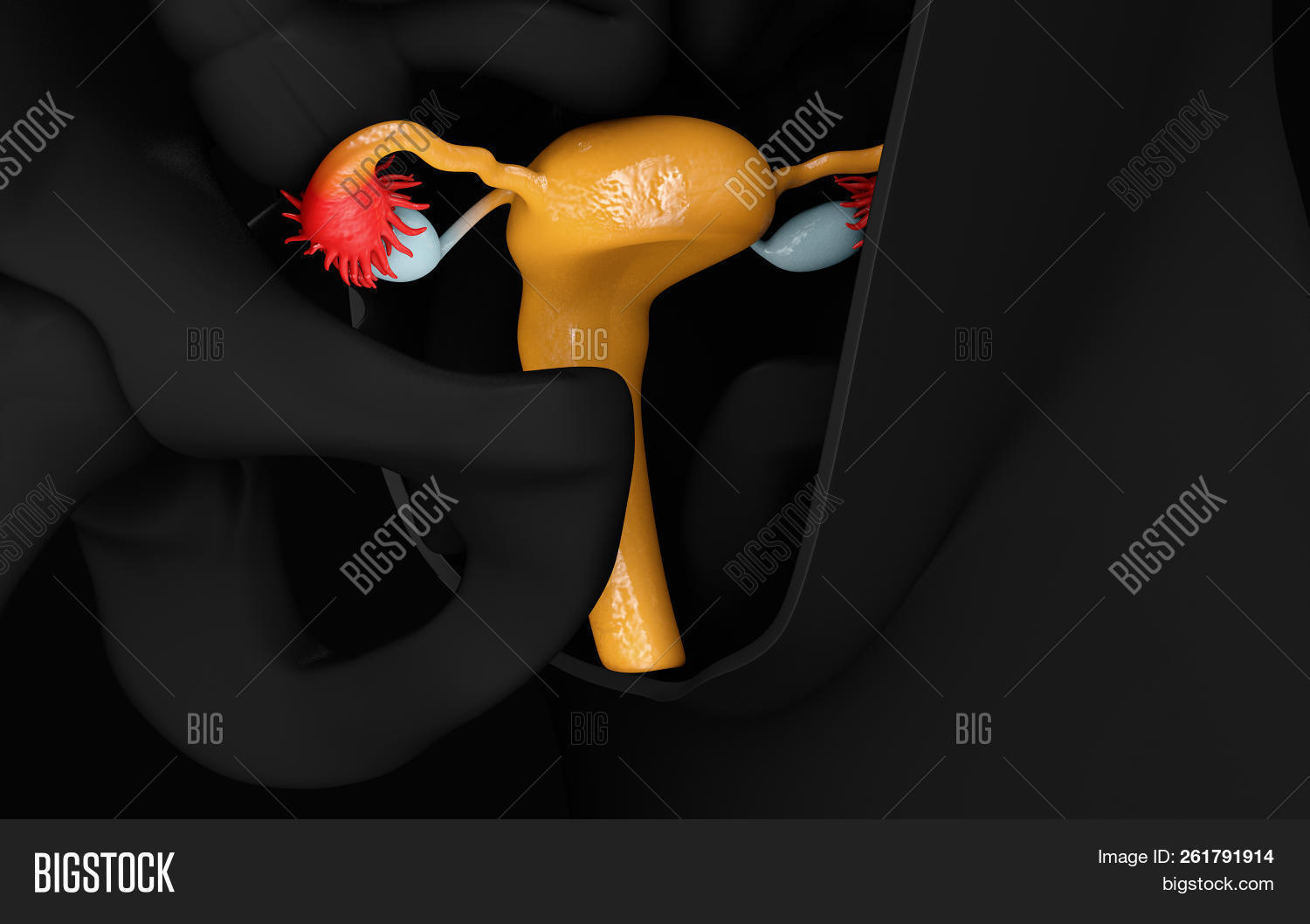 Reproductive Organs Of A Woman. Female Genitalia. 3d Illustration image ...