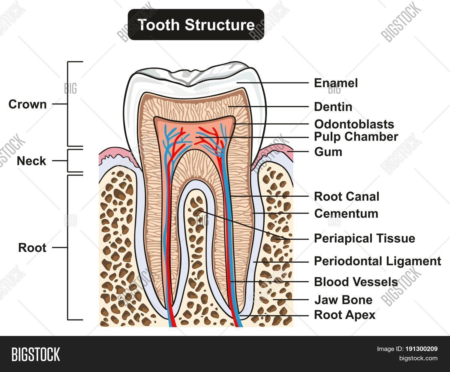 Tooth Cross Section Anatomy with all parts including crown neck enamel dentin pulp cavity gums ...