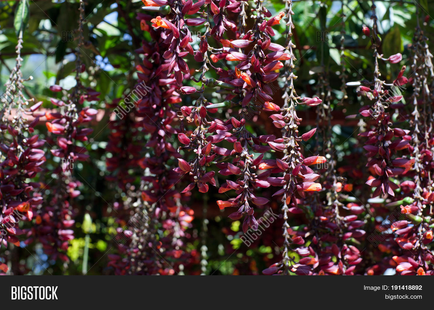 Scarlet Clock Vine - Thunbergia Coccinea Flowers image & stock photo ...