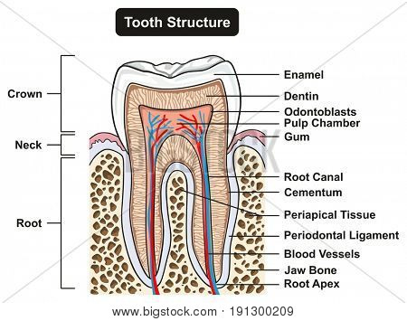 Tooth Cross Section Anatomy with all parts including crown neck enamel ...