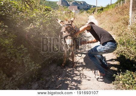Sunny day donkey bite the flies. A man examines and cleans the animal's ...