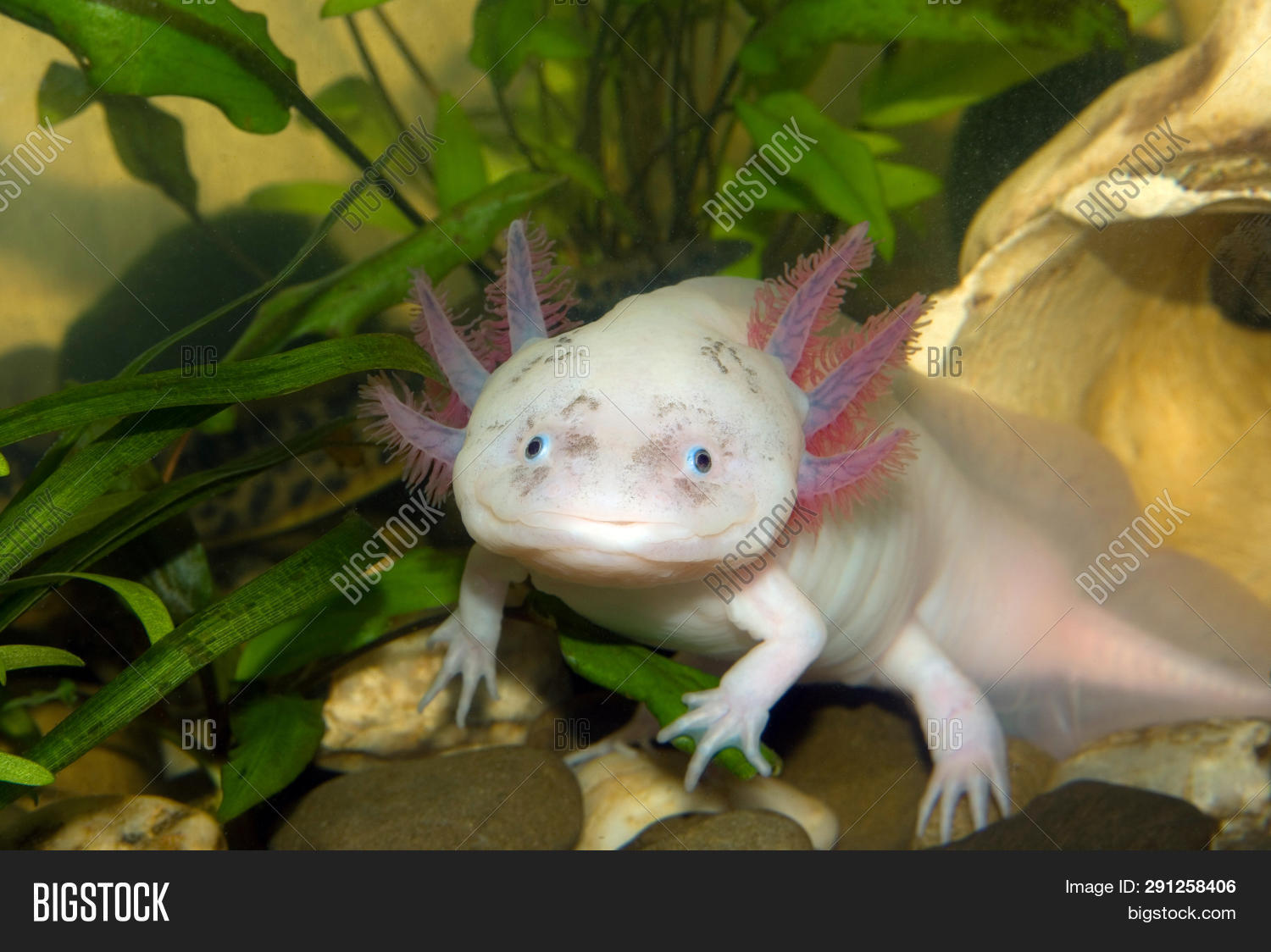 Underwater Axolotl Portrait Close Up In An Aquarium. Mexican Walking ...