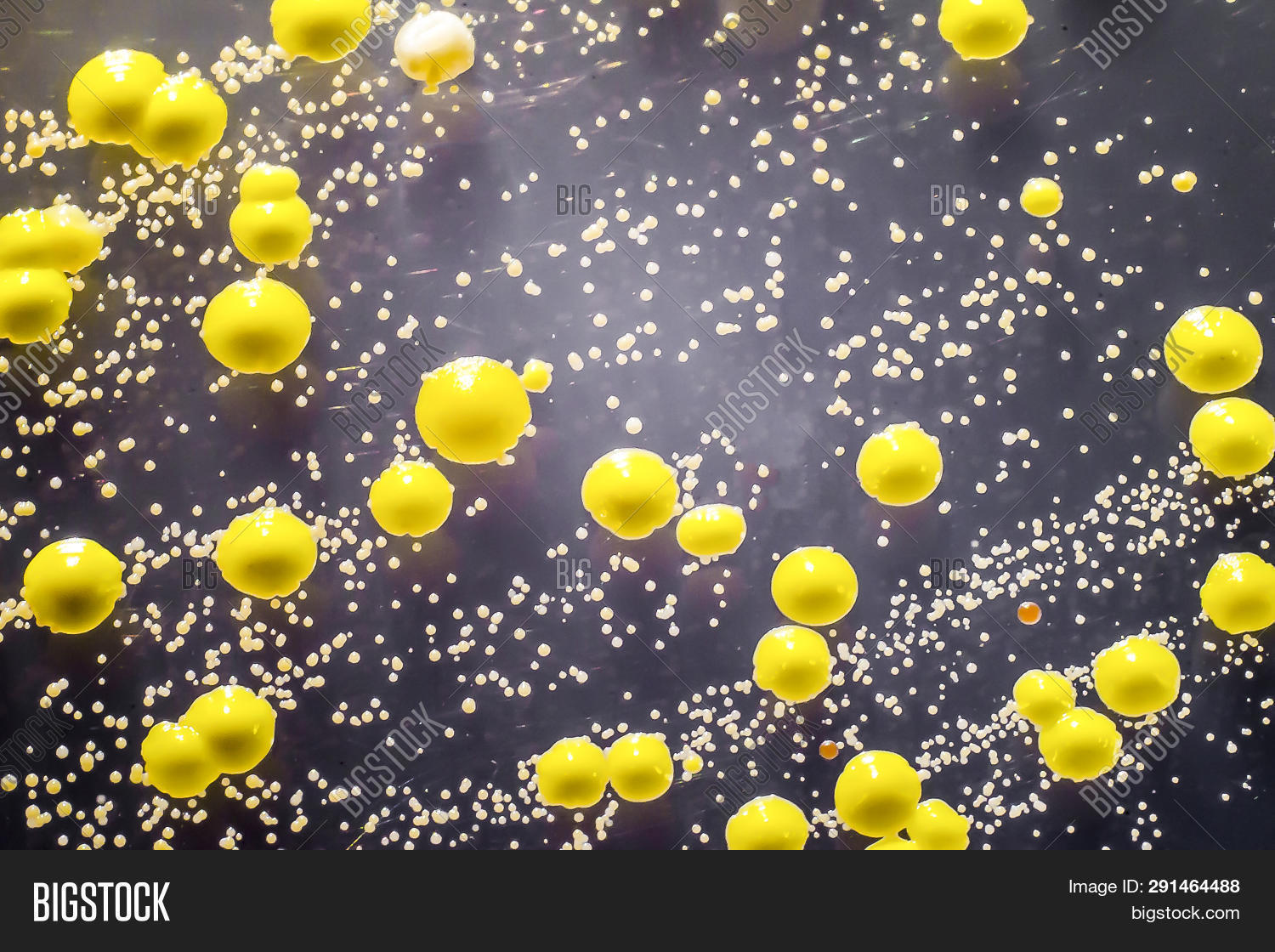 Bacteria Grown From Skin Smear, Colonies Of Micrococcus Luteus And ...