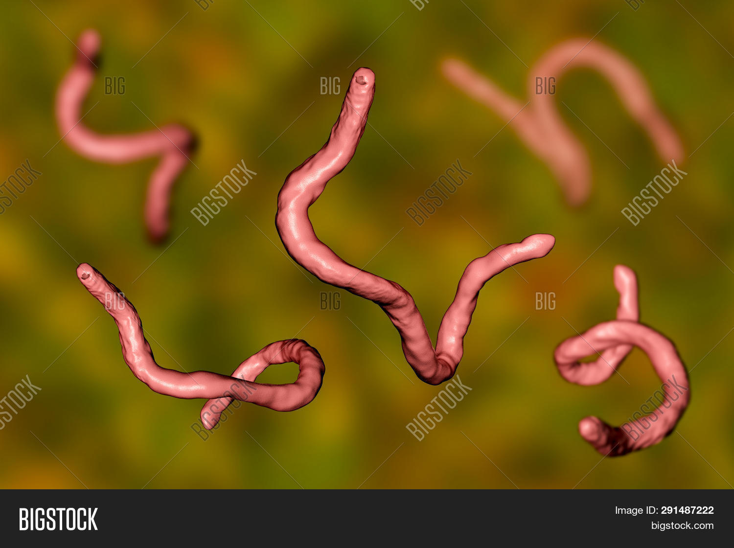 Parasitic Hookworm Ancylosoma, 3d Illustration. Ancylostoma Duodenale ...