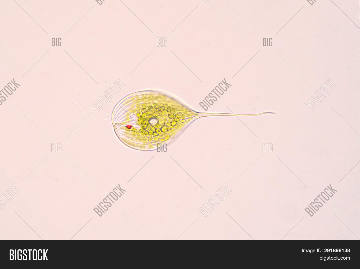 Phacus Is A Unicellular Of The Phylum Euglenozoa Under The Microscope For Education. image ...