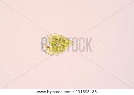 Phacus Is A Unicellular Of The Phylum Euglenozoa Under The Microscope For Education. image ...