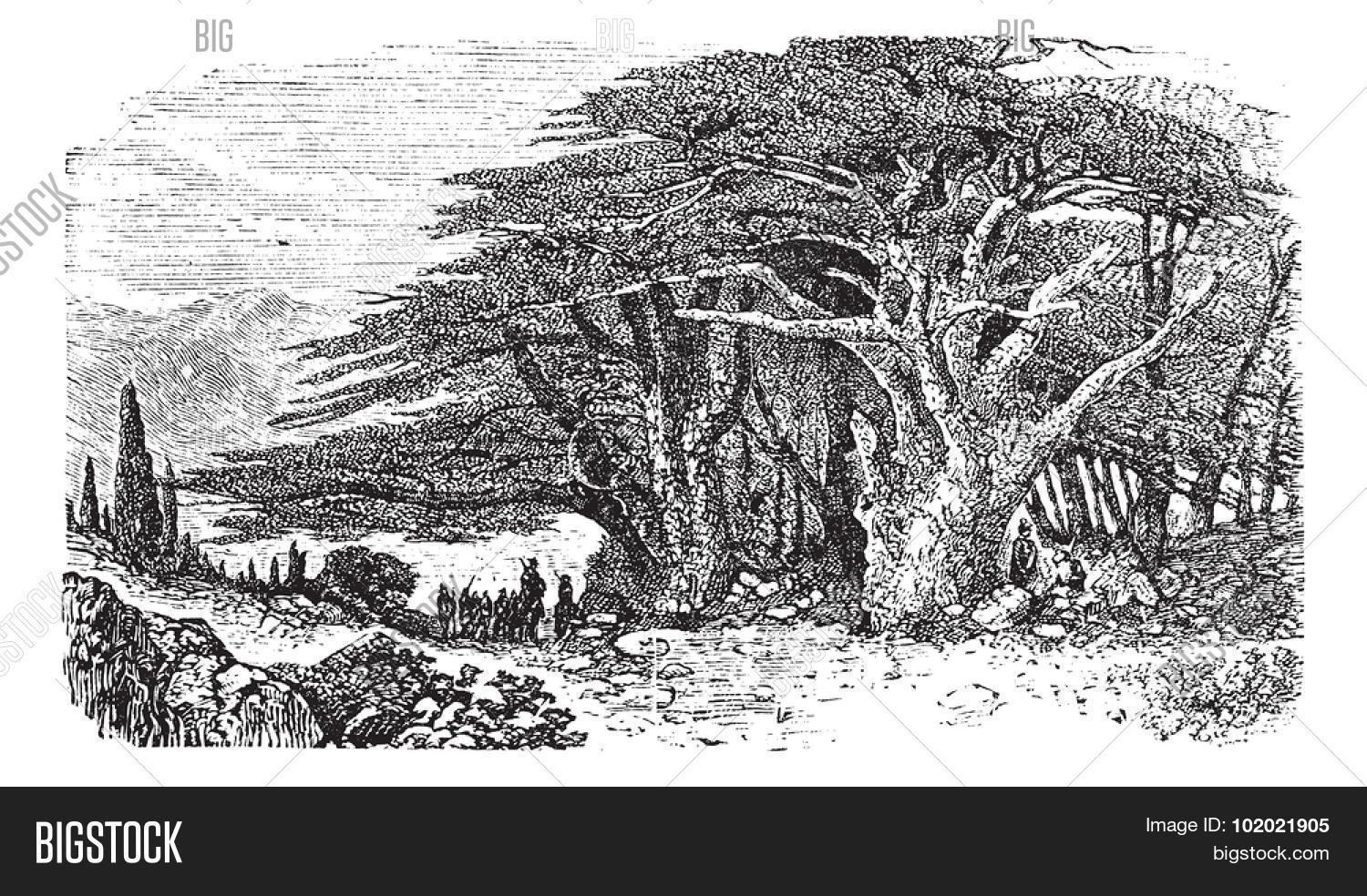 Lebanese cedar or Cedrus libani vintage engraving. Old engraved ...