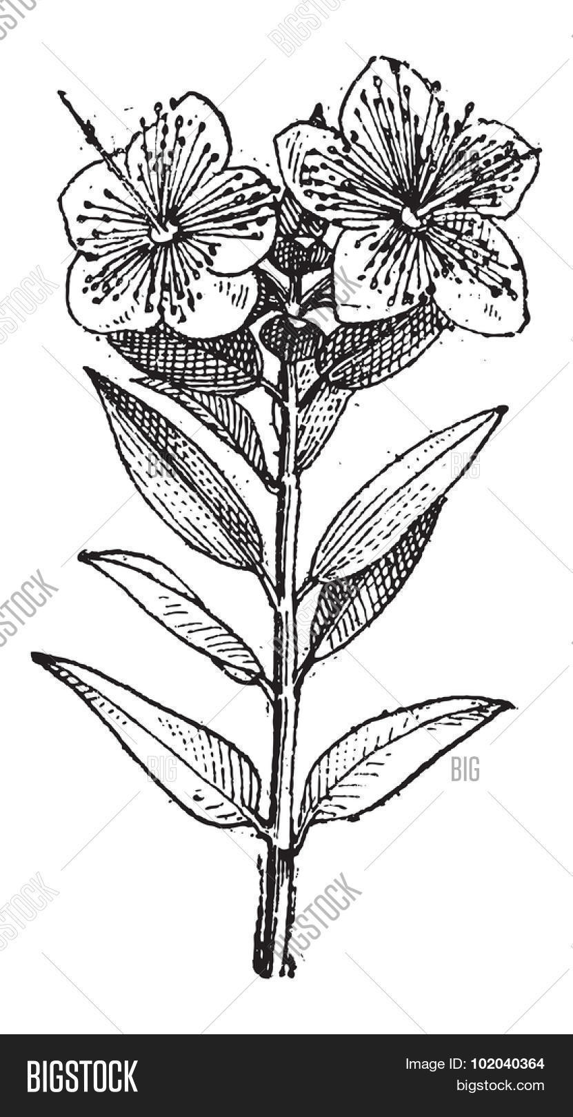 Common Myrtle or Myrtus communis, showing flowers, vintage engraved ...