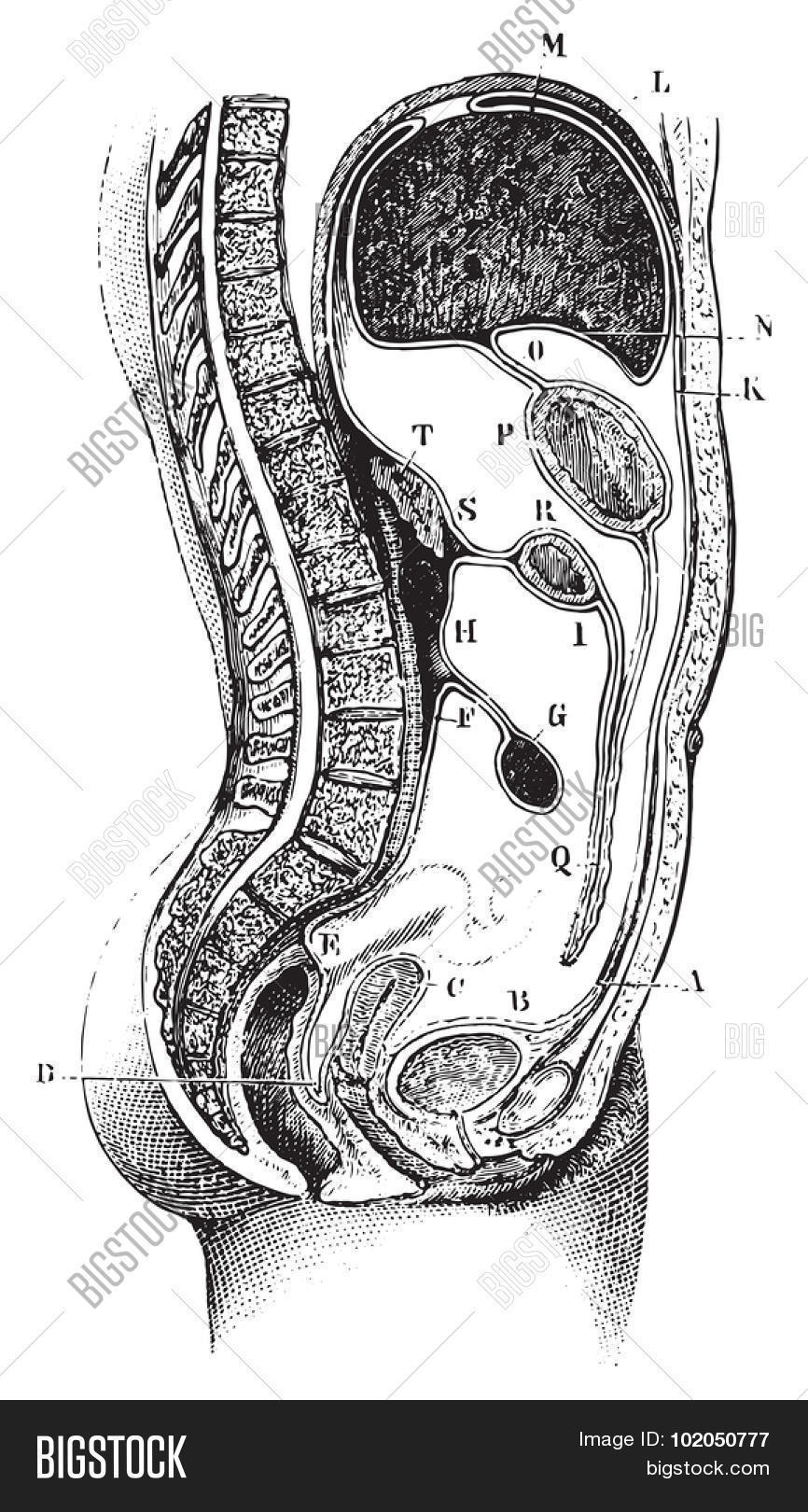 Vertical and antero-posterior of the abdomen, Path of the peritoneum in ...