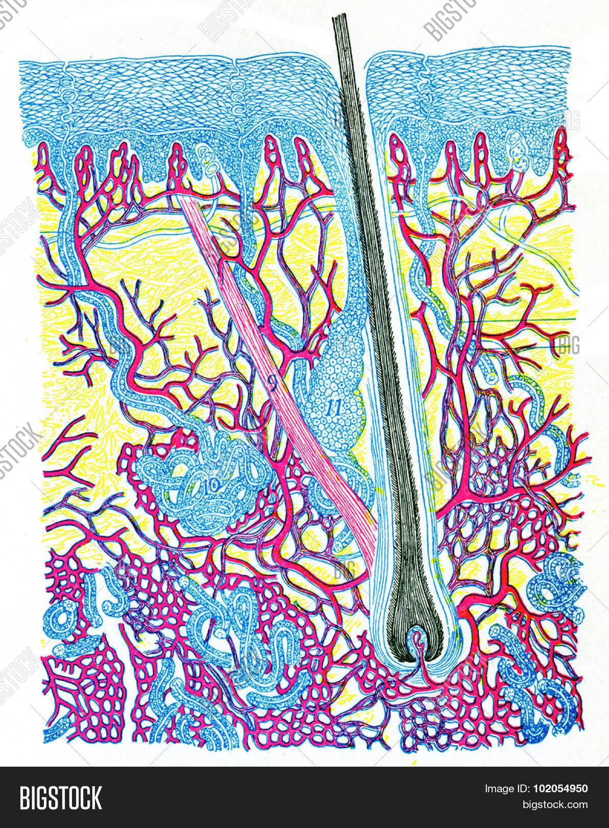 Diagrammatic section of the skin, illustrating the different structures ...