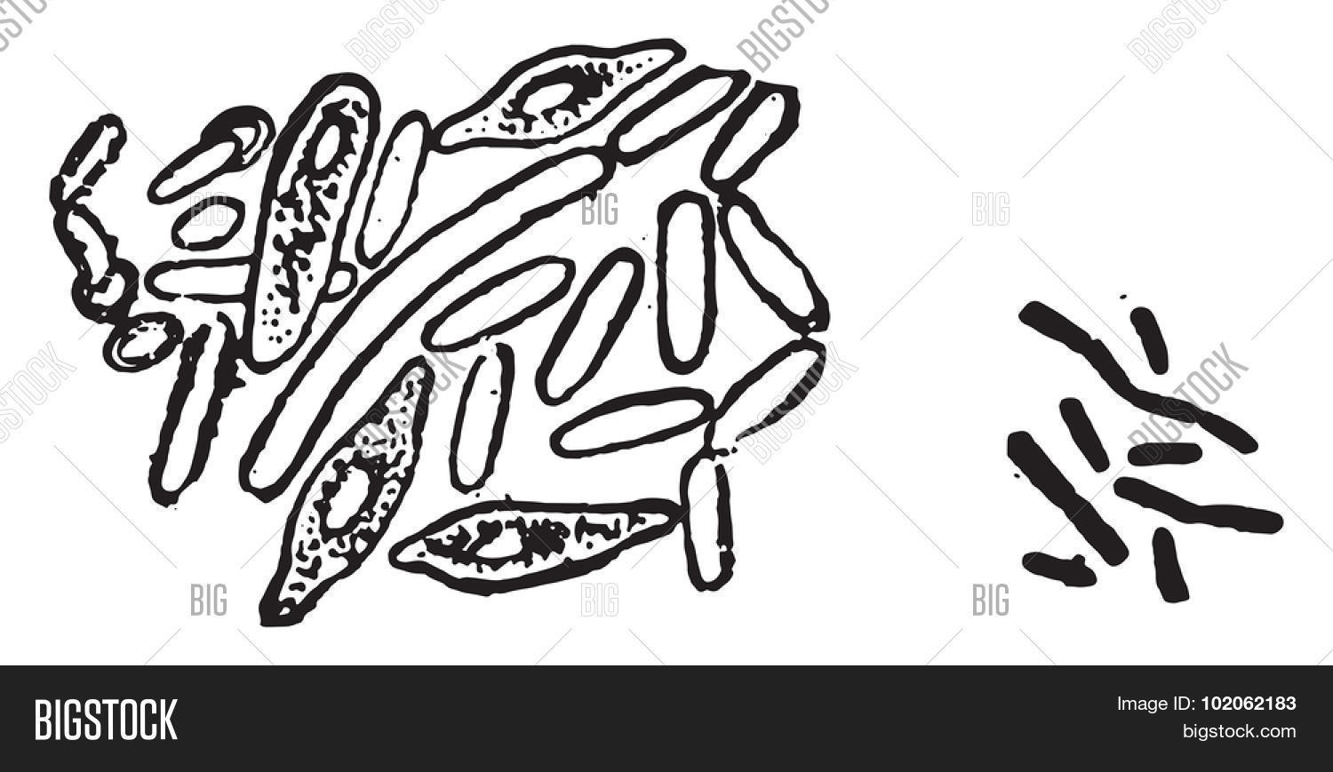 Bacillus butyricus, Bacillus acidi lactici, vintage engraved ...