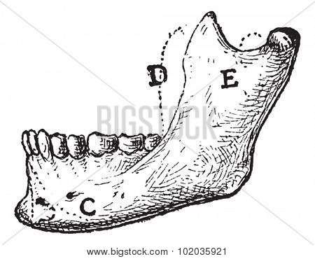 Human Mandible, showing (A) Mental Protuberance, (C) Triangularis, (D ...