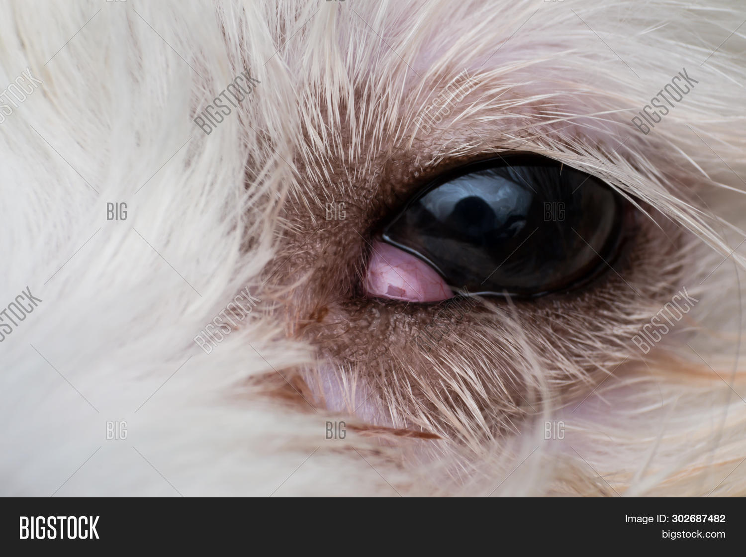 Dog With Cherry Eye,lacrimal Gland Prolapse, Third Eyelid image & stock ...