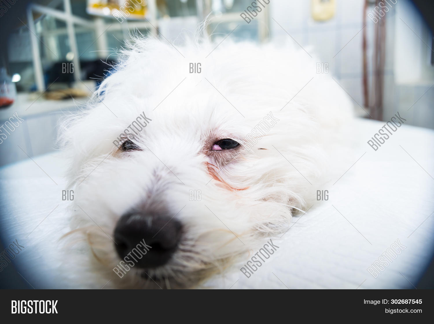 Dog With Cherry Eye,lacrimal Gland Prolapse, Third Eyelid image & stock ...