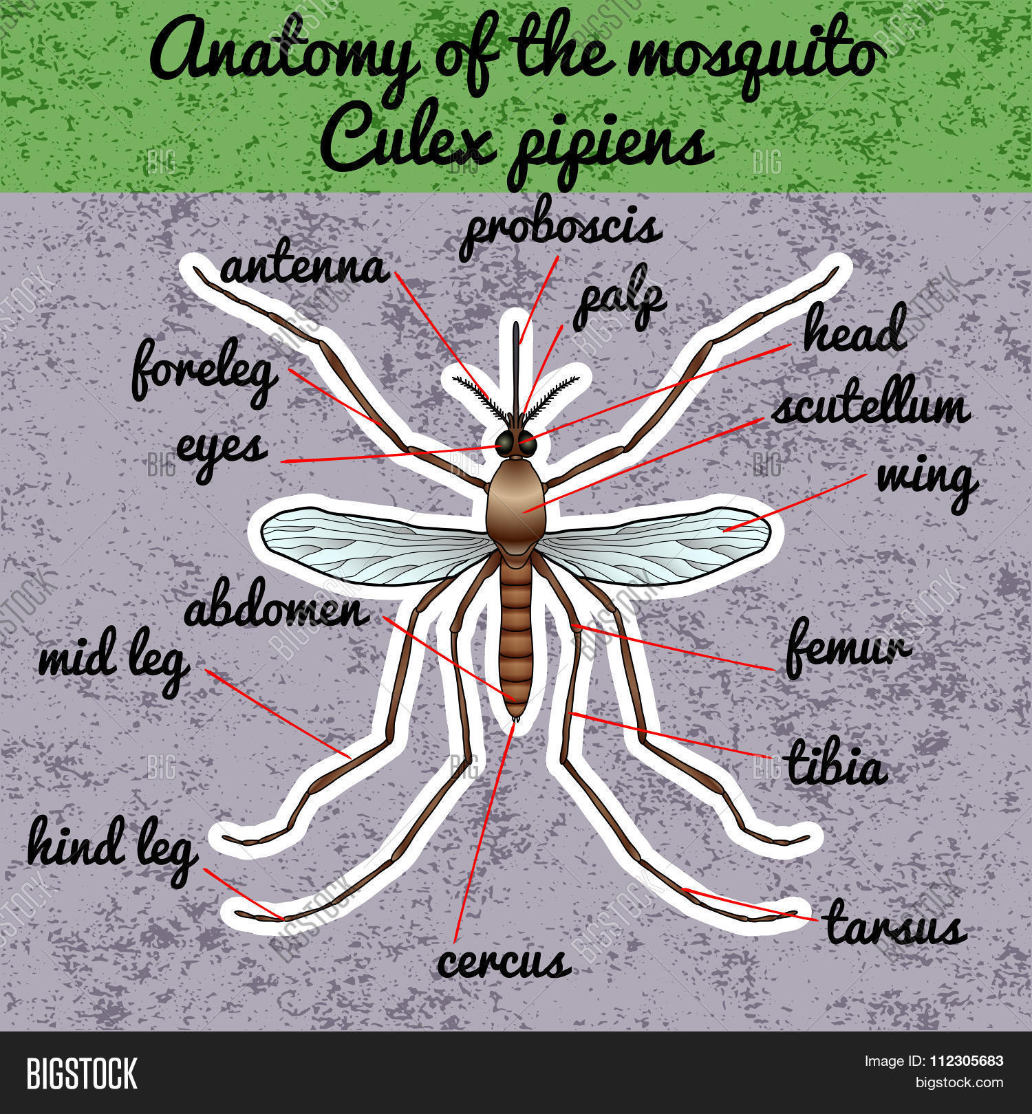 Insect anatomy. Sticker realistic mosquito. Culex pipiens Mosquito ...