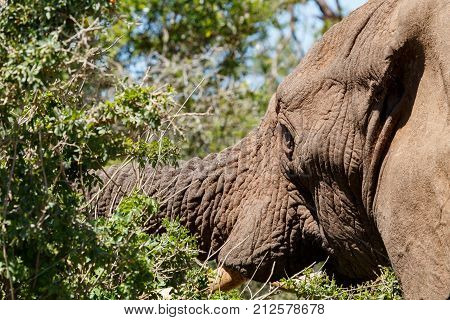 Elephant Trunk And Tusks Stuck In The Trees - Stock Image - Everypixel