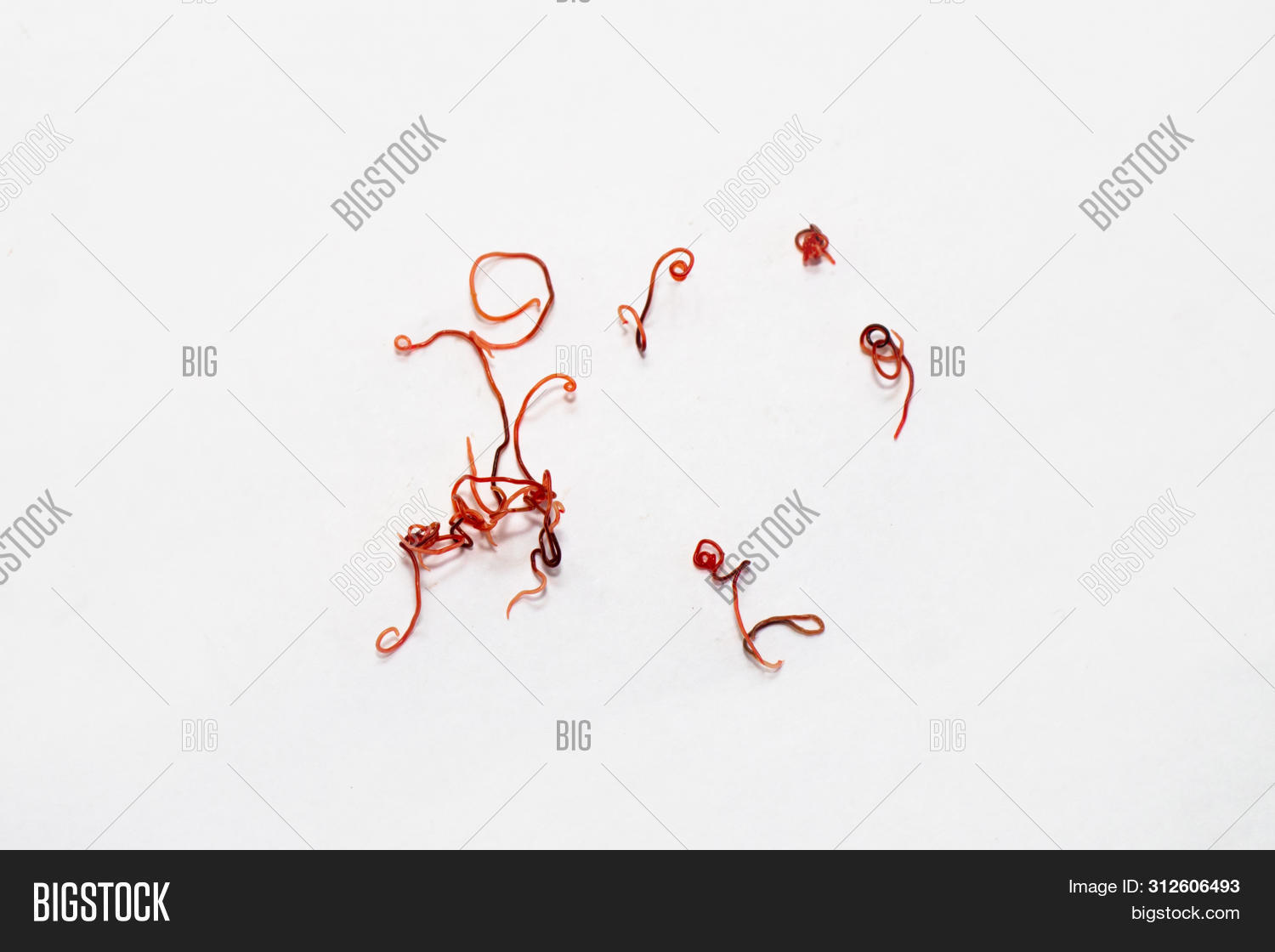 Red Parasites Worms On A White Background. Thin Helminths That Live In ...