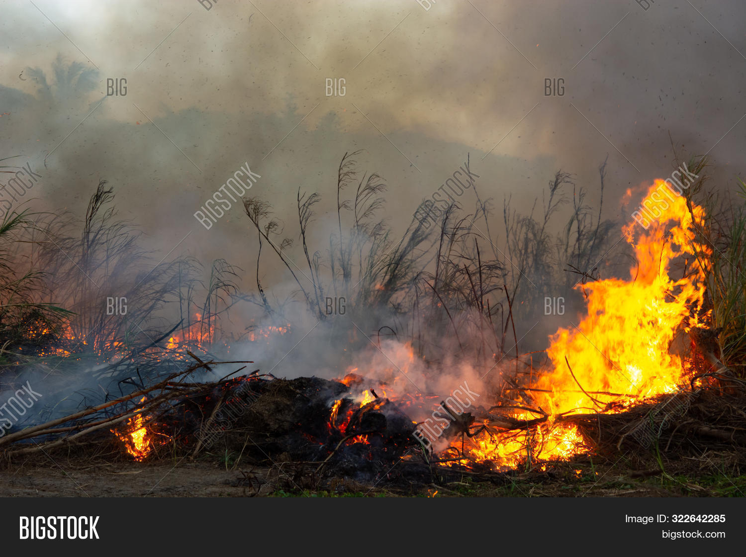 Wildfire While Drought Close-up Flame. Smoke And Air Pollution From ...