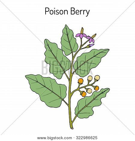 Poison Berry, Or Indian Nightshade, African Eggplant, Bush Tomato ...