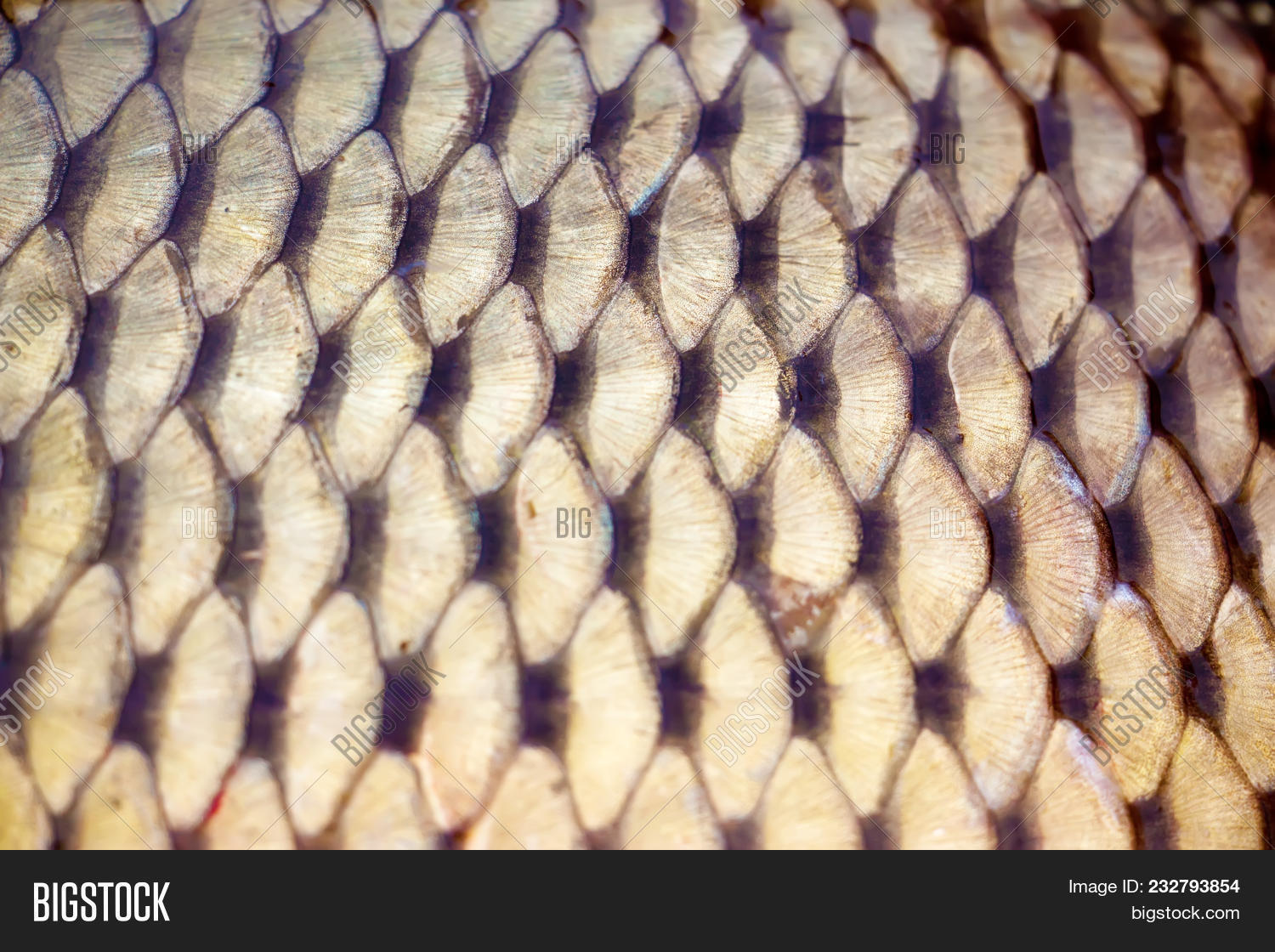 Asp Fish Scales, Natural Textures, Toned, Surface Fish, Scales Of River ...