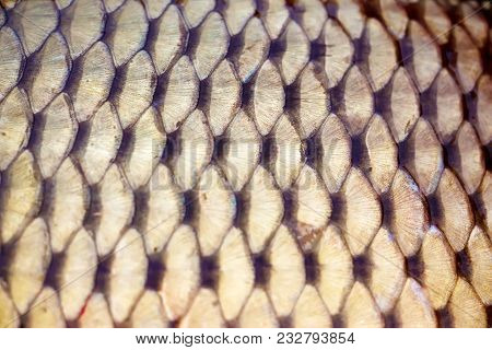 Asp Fish Scales, Natural Textures, Toned, Surface Fish, Scales Of River ...