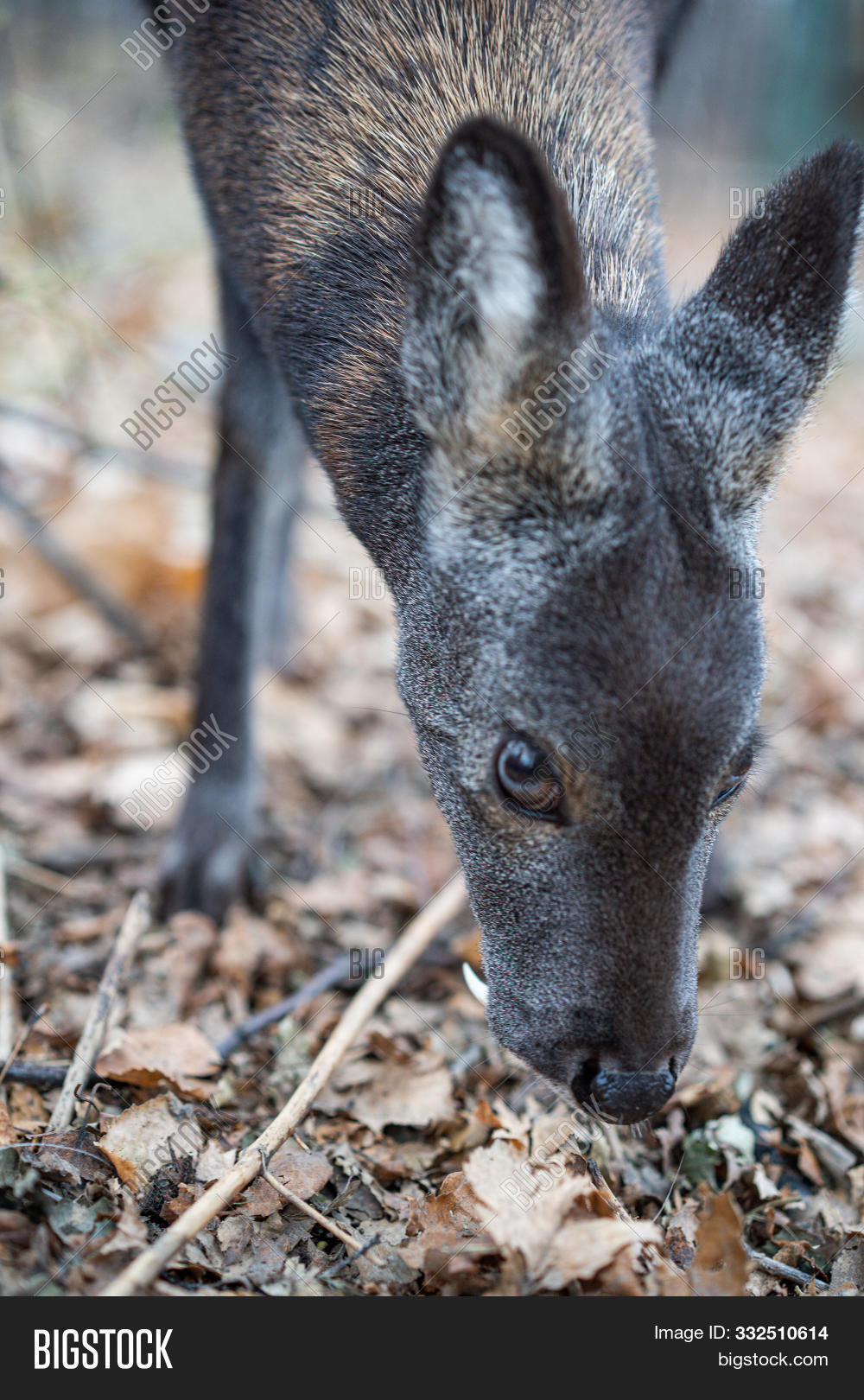 Siberian Musk Deer, A Rare Pair Hoofed Animal With Fangs image & stock ...