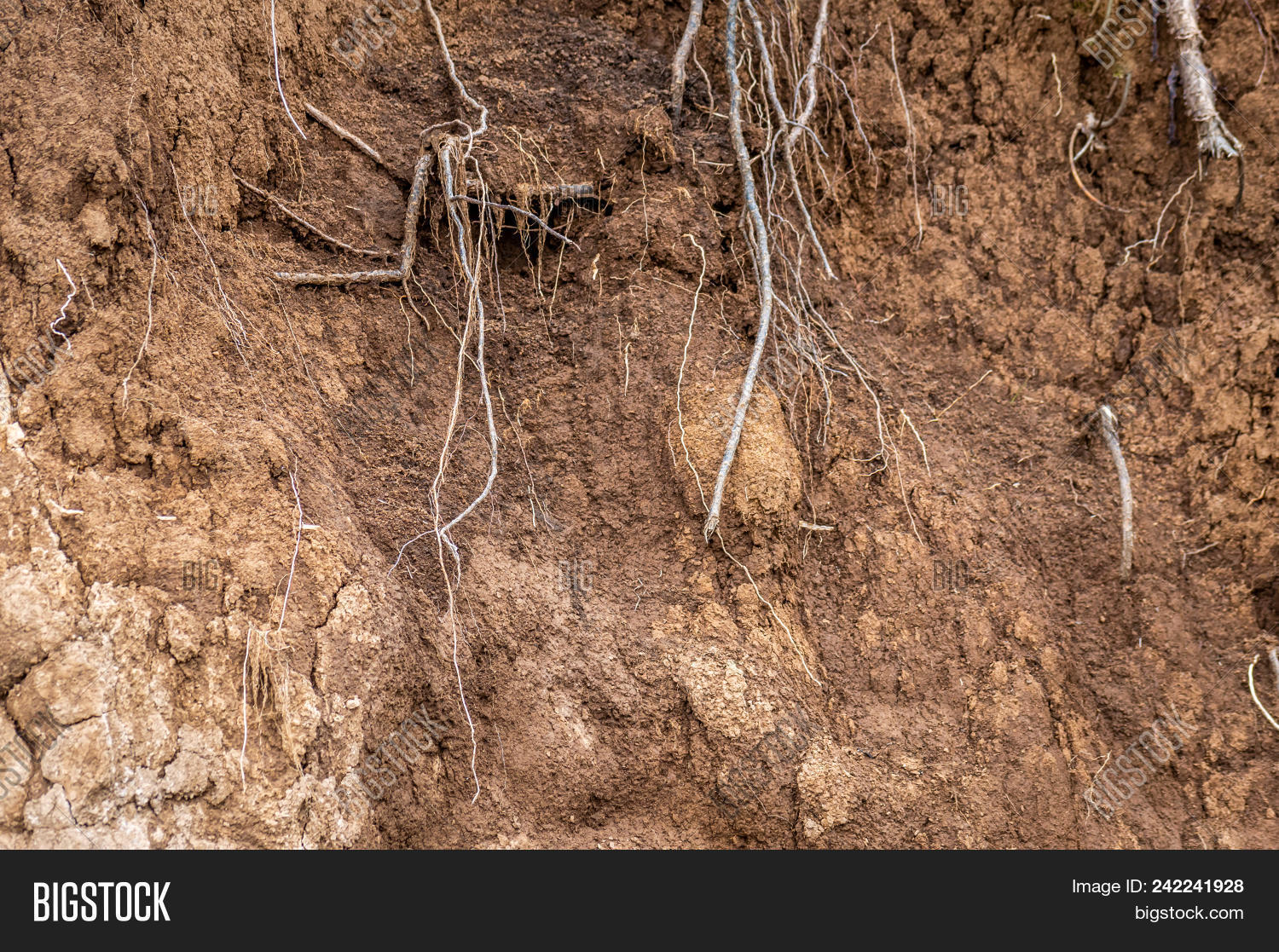 Layers Of Soil Wet Soil Roots In Soil Soil Profile Soil Zones image ...