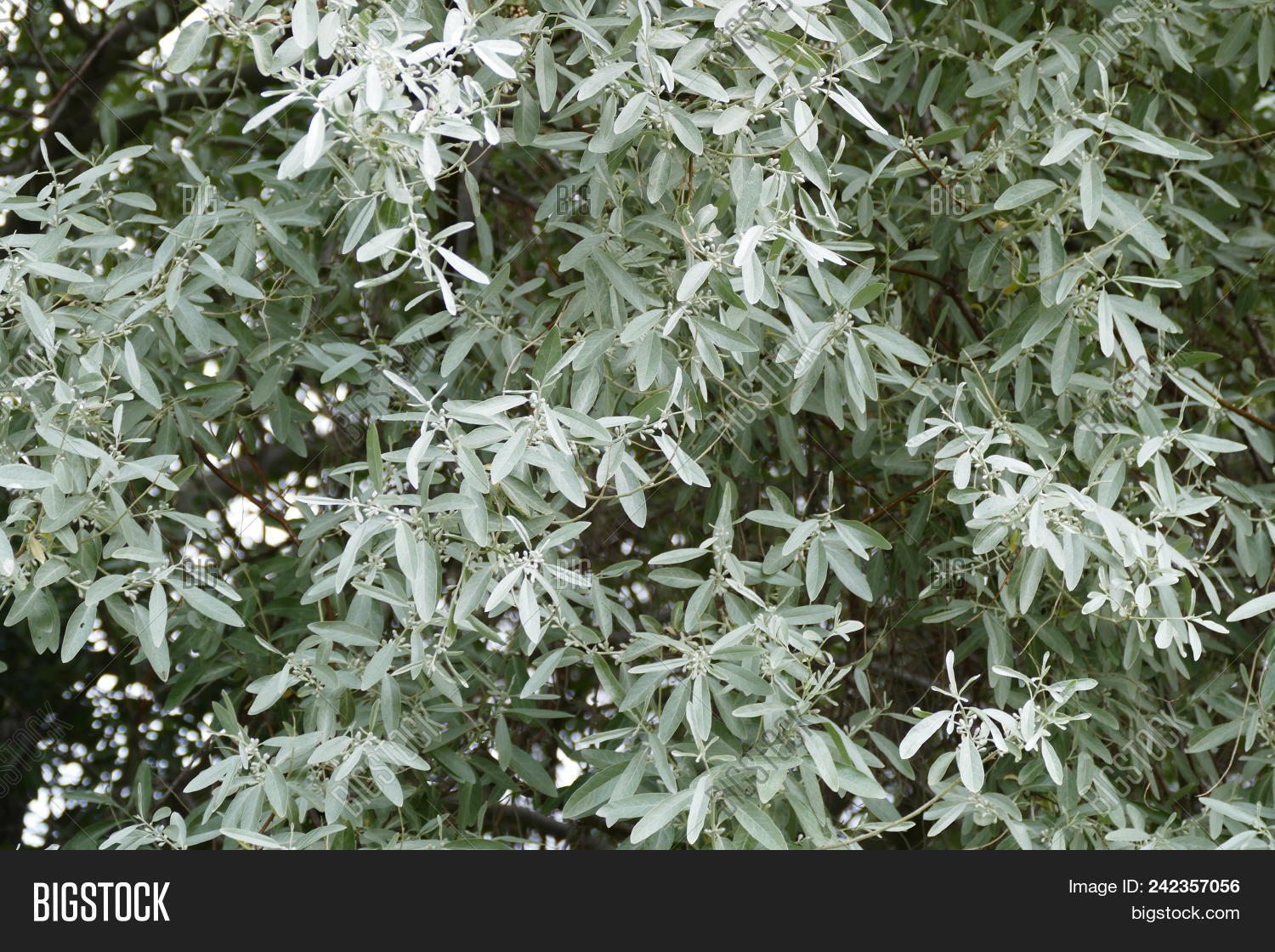 Elaeagnus Tree And Flowers Silverberry (elaeagnus Angustifolia) image ...