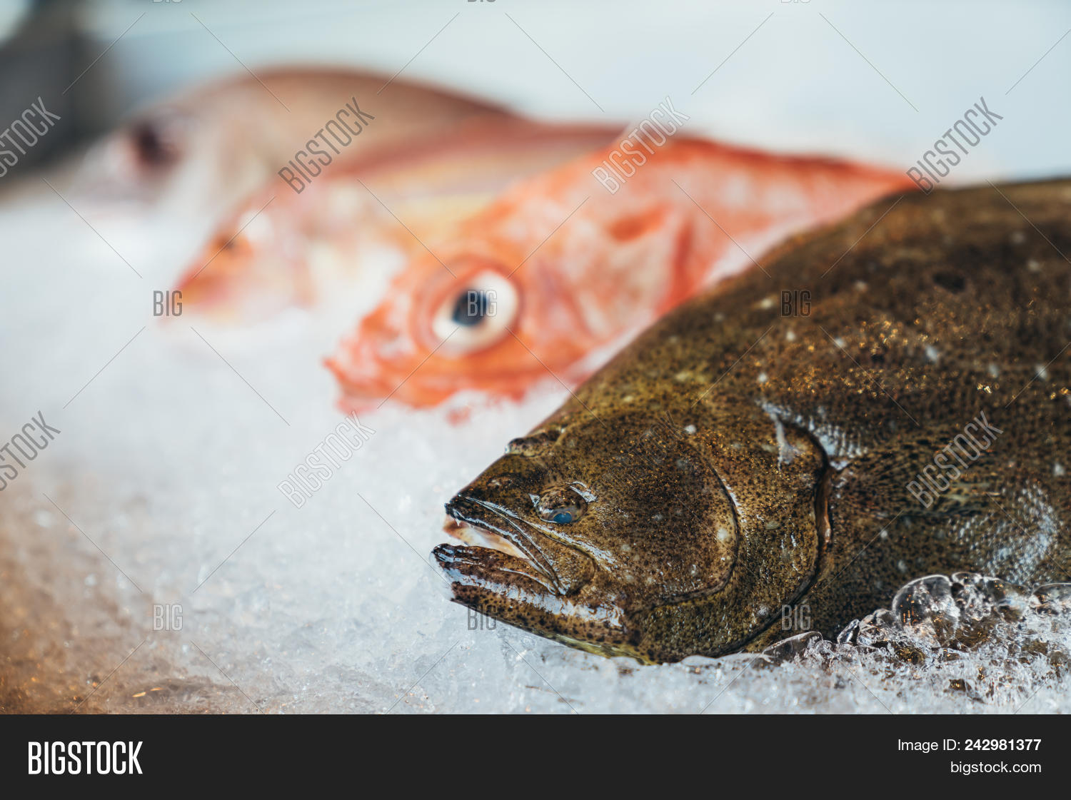 Hirame, Olive Flounder, Bastard Halibut Or Japanese Halibut And ...