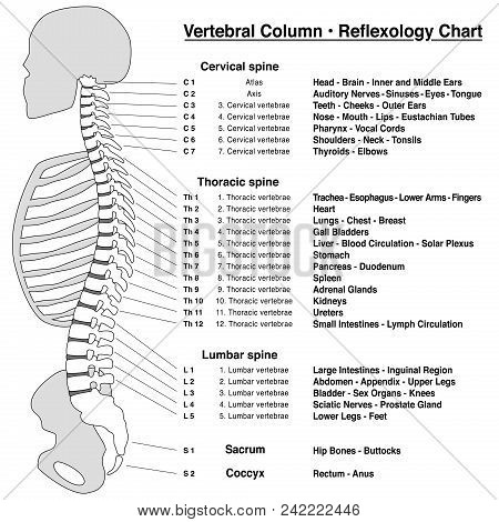 Spine Column Reflexology Chart. Vertebral Column With Names And Numbers ...