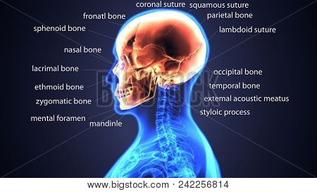 3d Illustration Of Human Skull Anatomy Diagram | Periodic - Stock Image ...