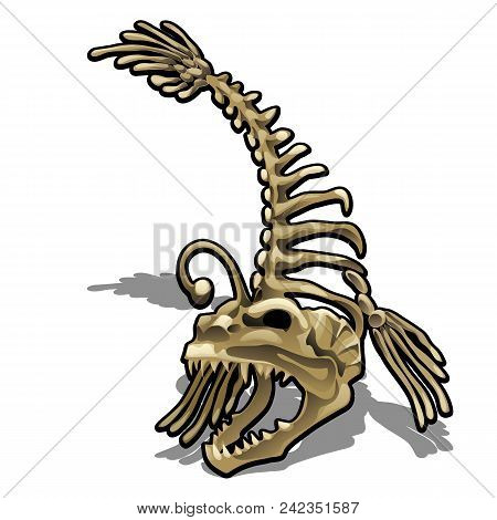 Museum Exhibit The Skeleton Of A Fish Anglerfish Isolated On White ...