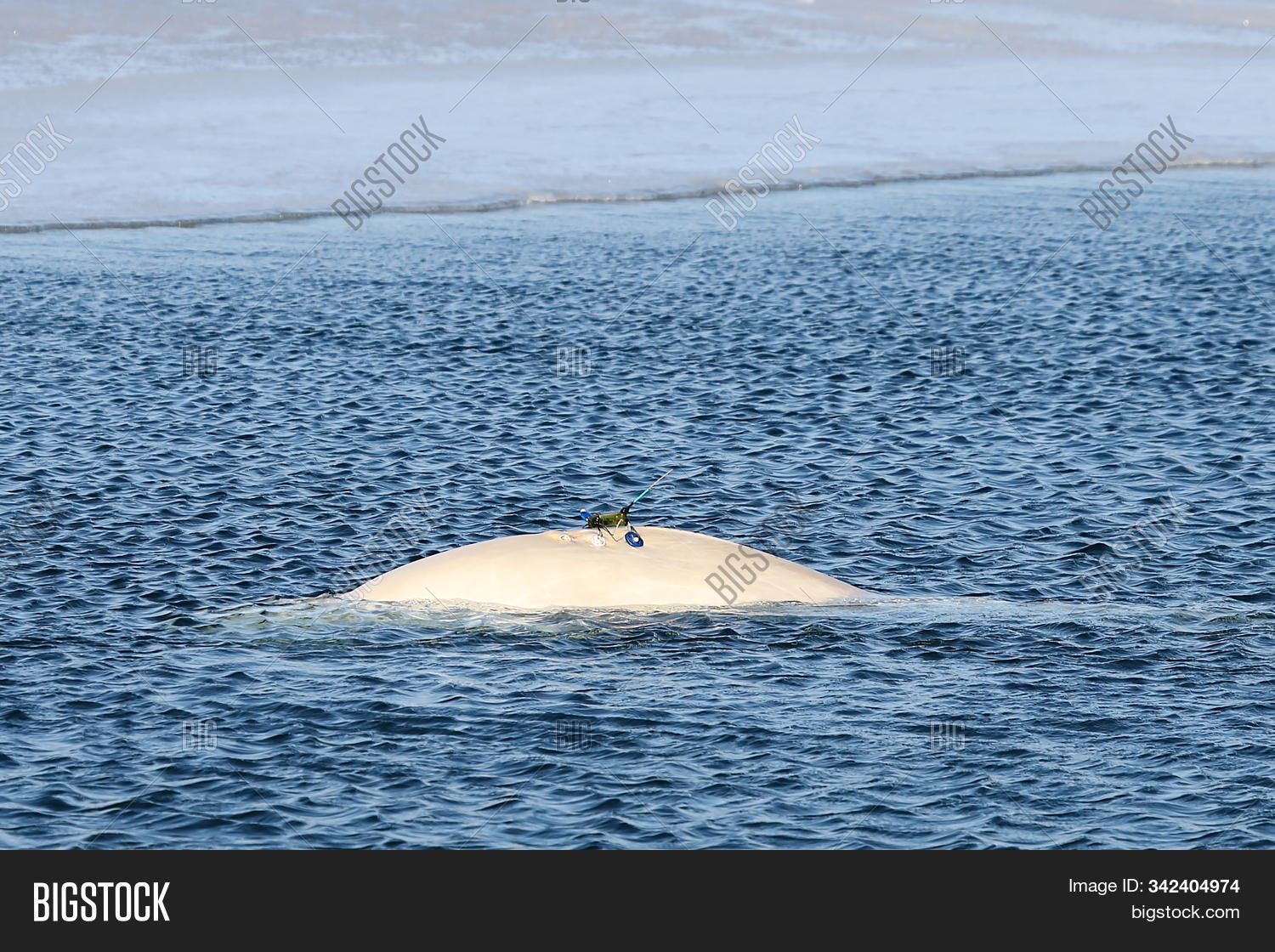 Beluga Whale Or White Whale (delphinapterus Leucas) Swimming On Sea ...