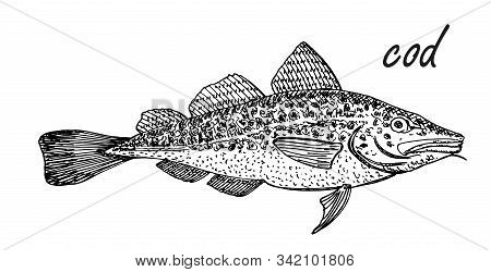 Ink Sketch Of Cod Fish. Hand Drawn Vector Illustration Isolated On ...