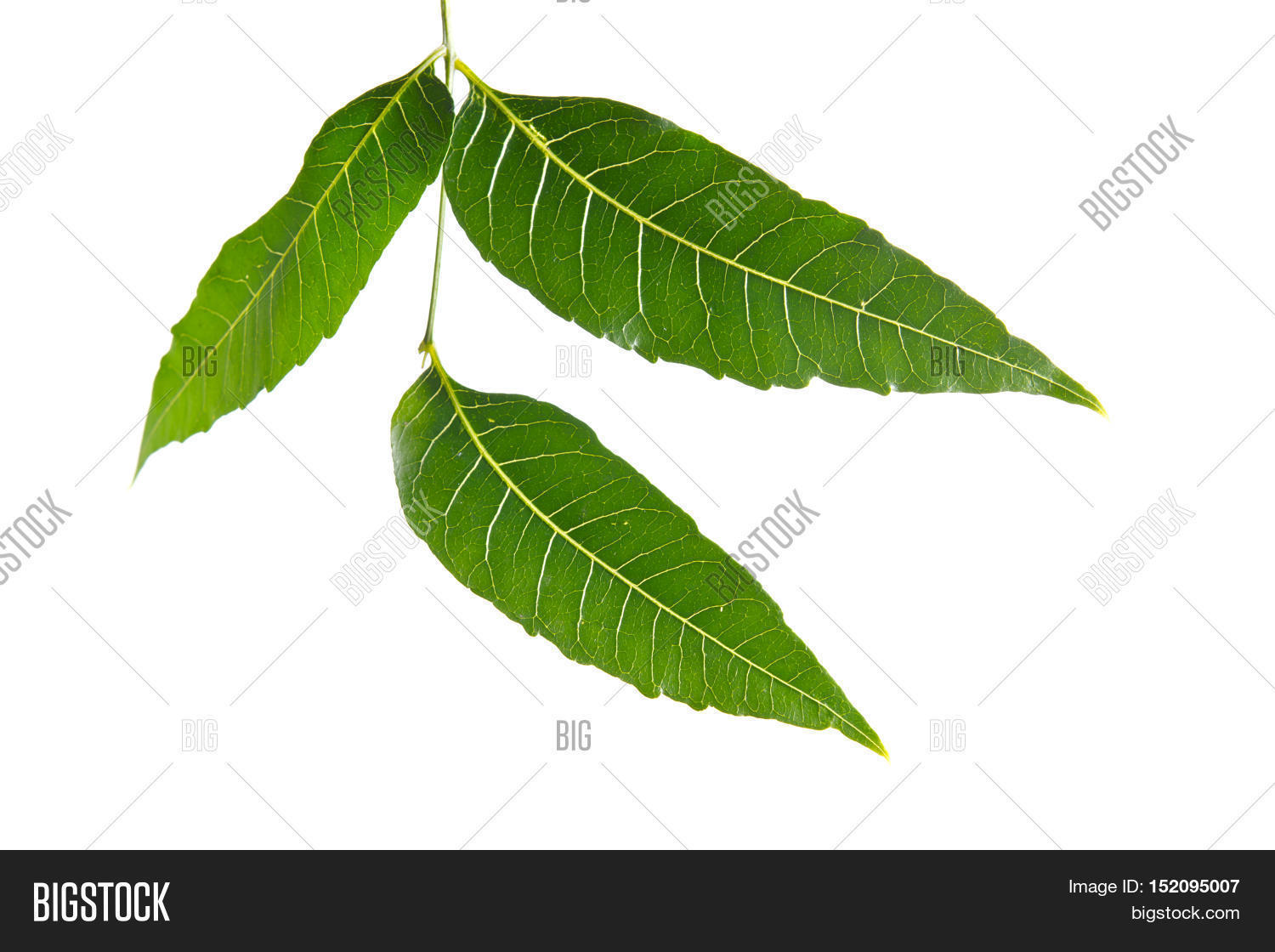 Margosa, Nim Or Neem Tree, Genus Melia Leaf Isolated On White ...
