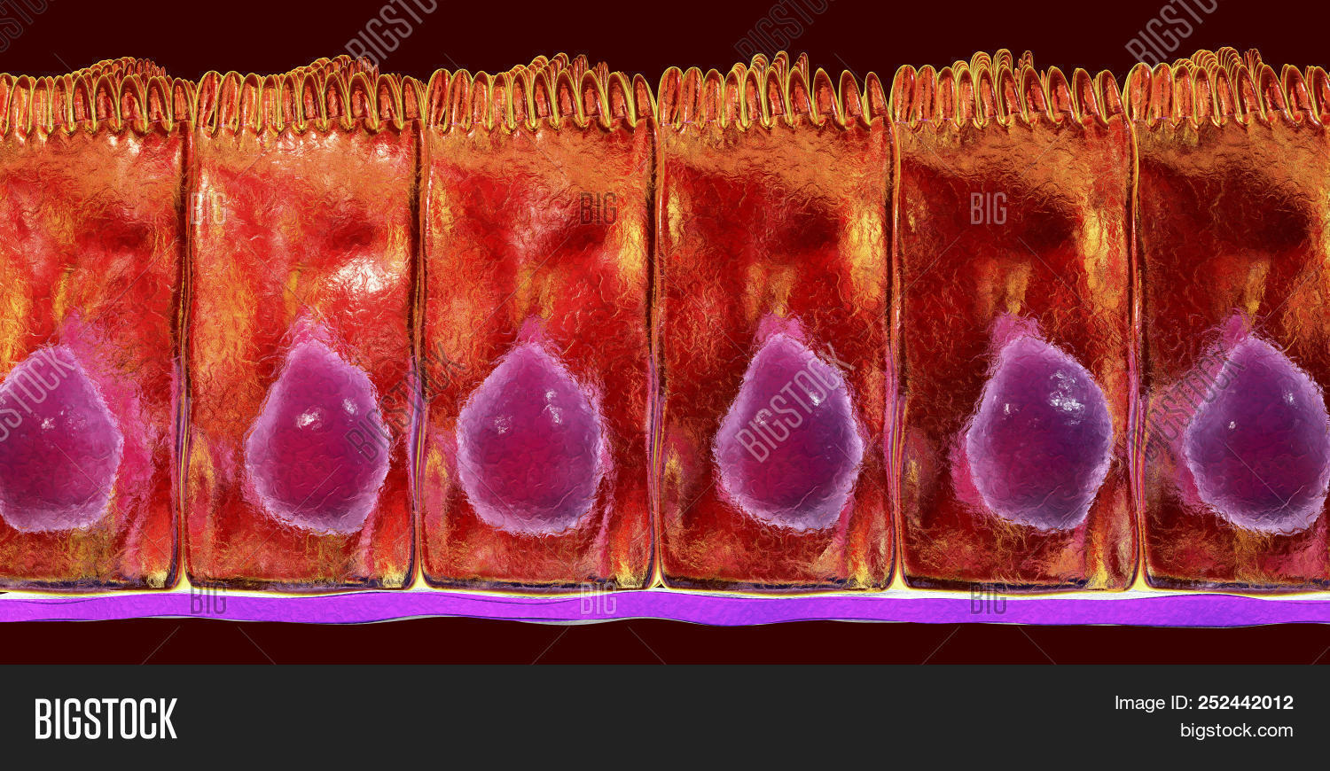 Simple Columnar Epithelium, 3d Illustration. Histology Background ...