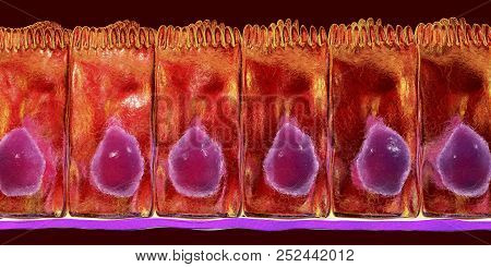 Simple Columnar Epithelium, 3d Illustration. Histology Background ...