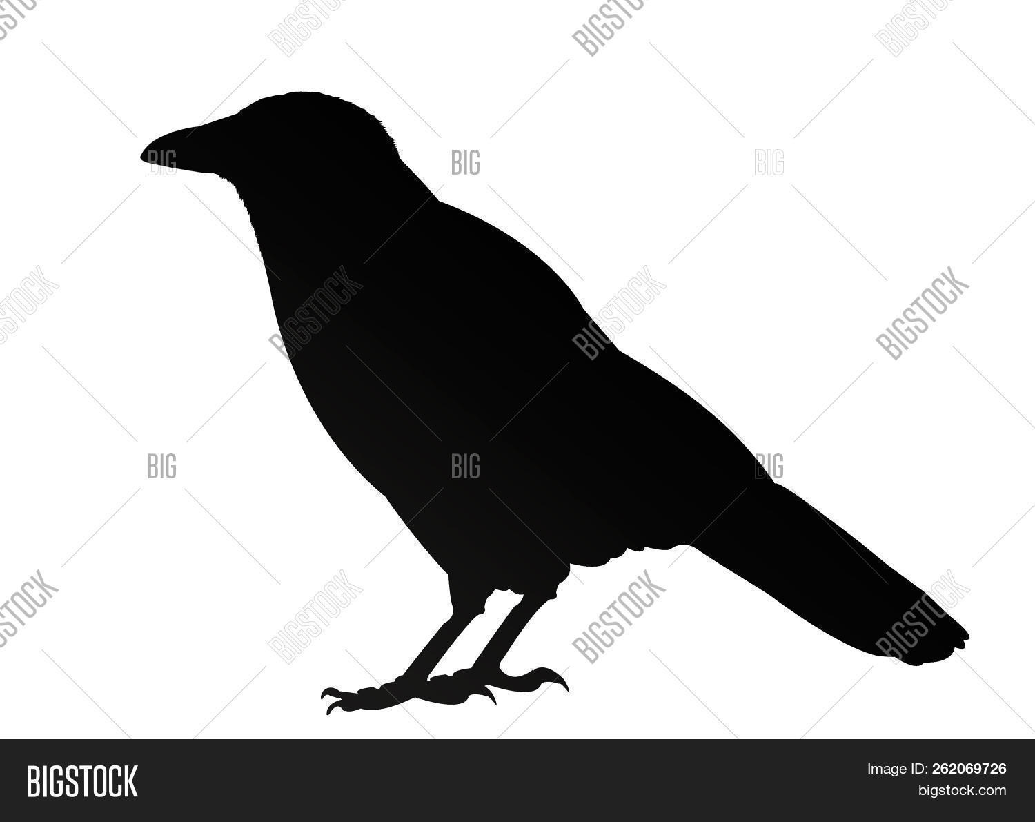 Isolated Black Crow Silhouette On White Background. Illustration Of ...