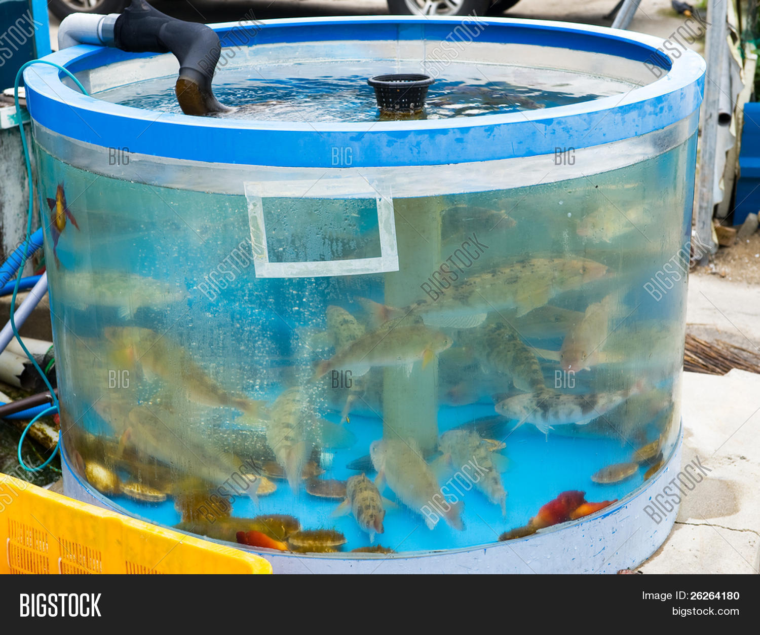 fresh live fish at the aquariums of the traditional korean seafood ...