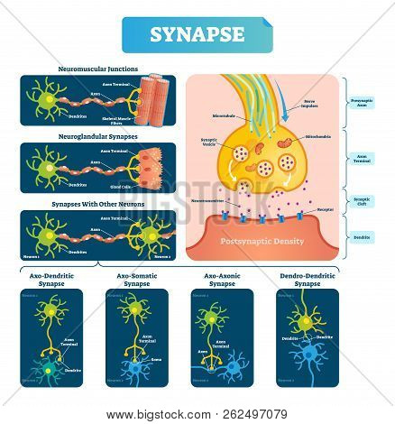 Synapse Vector Illustration. Labeled Diagram With Neuromuscular ...