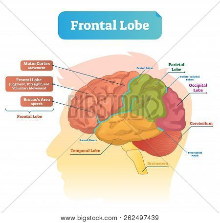 Frontal Lobe Vector Illustration. Labeled Diagram With Brain Part ...