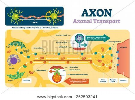 Axon Vector Illustration. Labeled Diagram With Explanation And ...