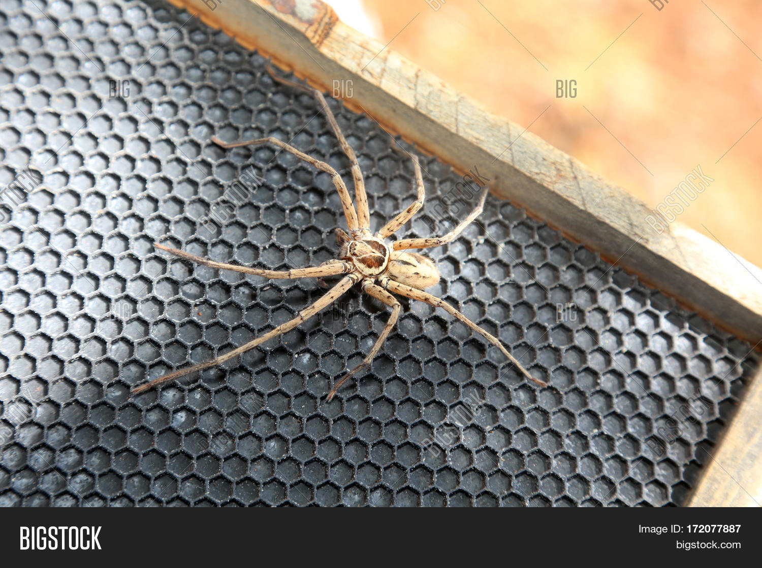 cane spider. Heteropoda venatoria or Huntsman Spider. Hawaiian arachnid ...