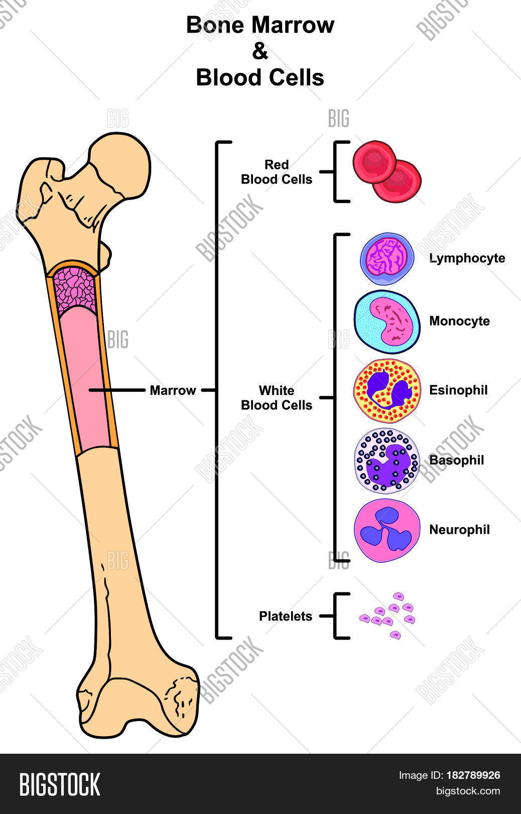Bone Marrow infographic diagram including femur reproduction of red ...